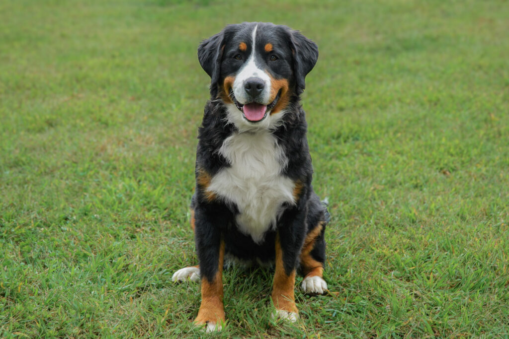 Ann | Bernese Mountain Dog, Female | Hoosier Canines