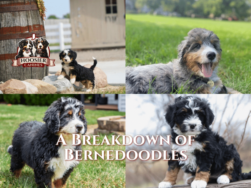 A Breakdown Of Bernedoodles | Sizes, Traits And Types