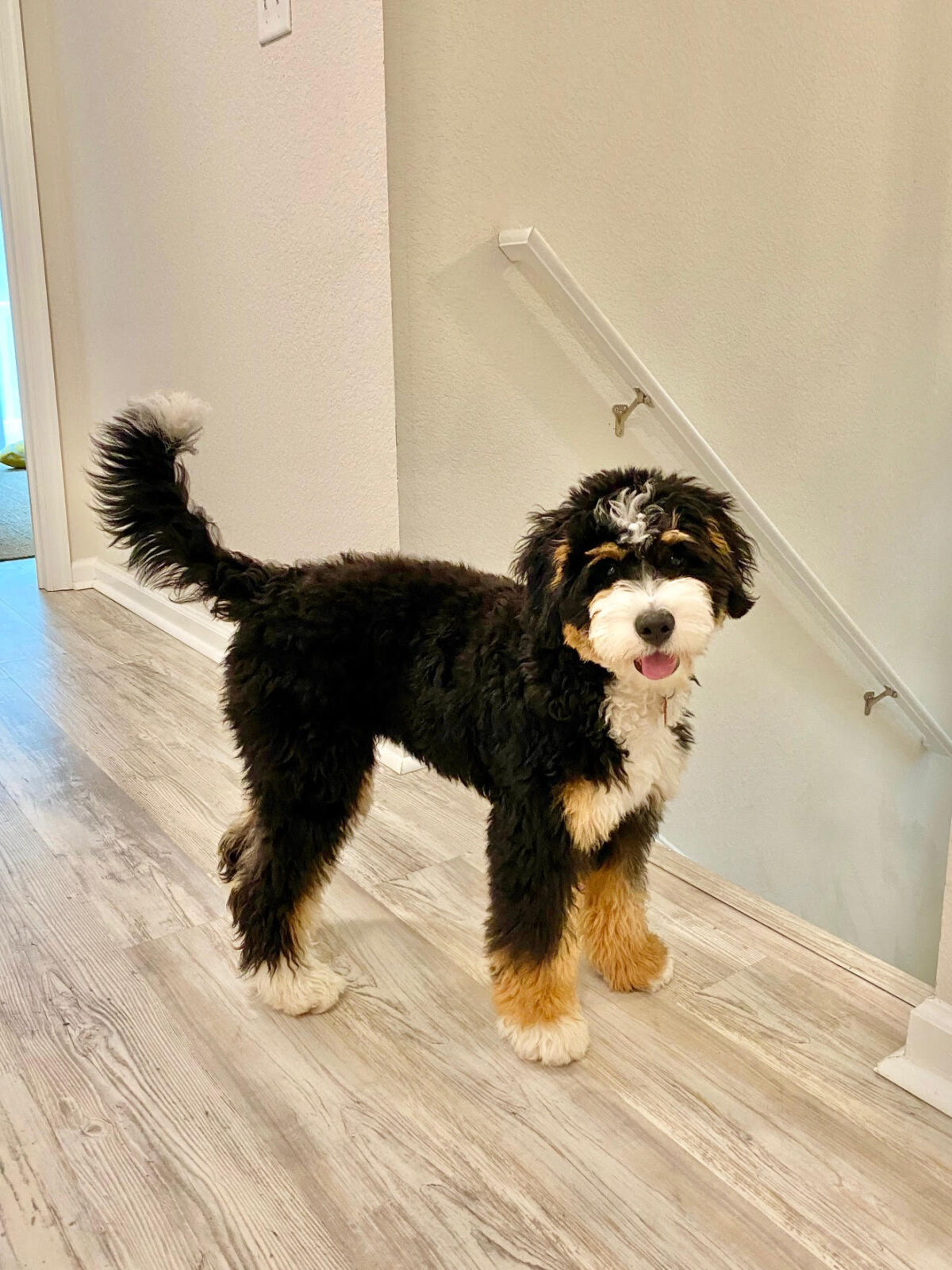 Bernedoodle Grooming 101 | A Complete Guide Hoosier Canines