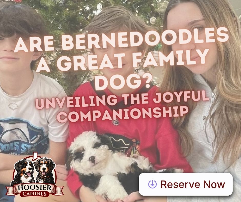 Are Bernedoodles A Great Family Dog? | Hoosier Canines