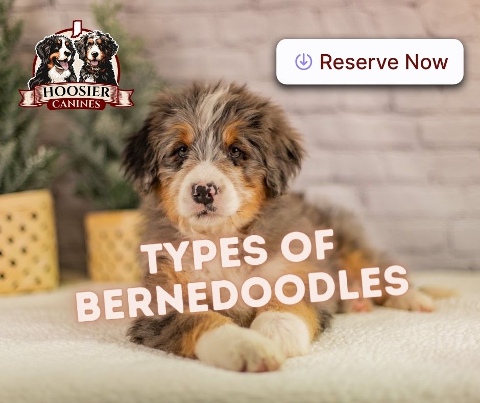 Types Of Bernedoodles | Standard, Mini And Tiny Bernedoodles