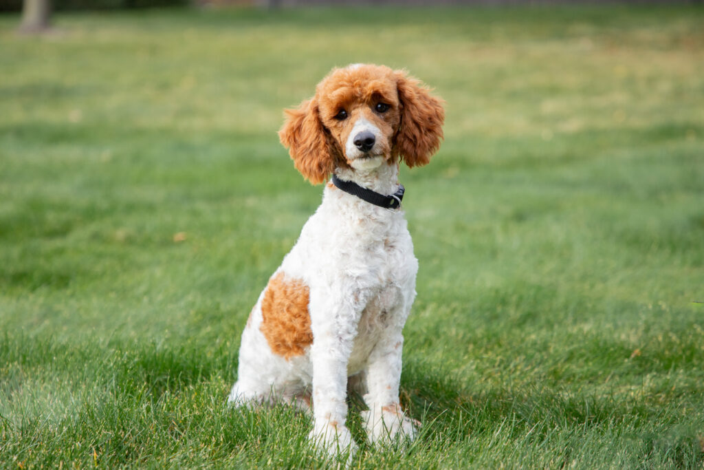 Sir Alexander - Male Mini Poodle | Hoosier Canines