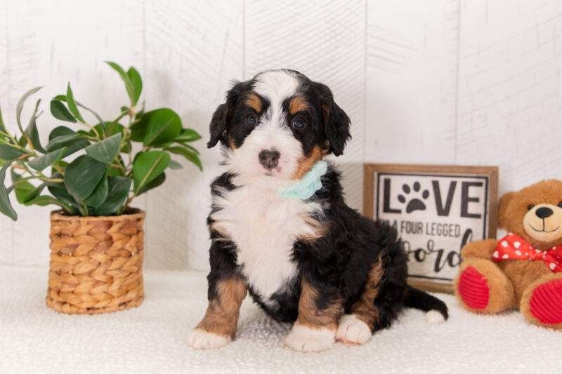 Home | Hoosier Canines