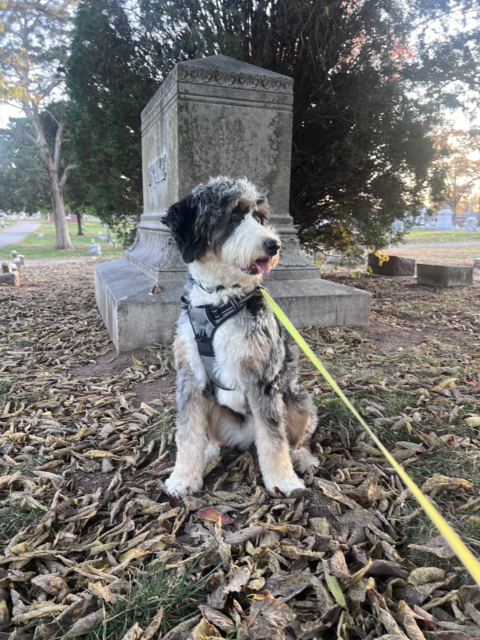 Hoosier Canines | Bernedoodle Breeder | LaGrange, IN