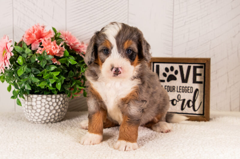 Home | Hoosier Canines