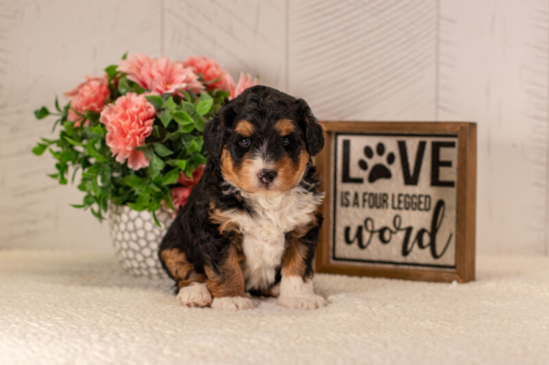 Home | Hoosier Canines