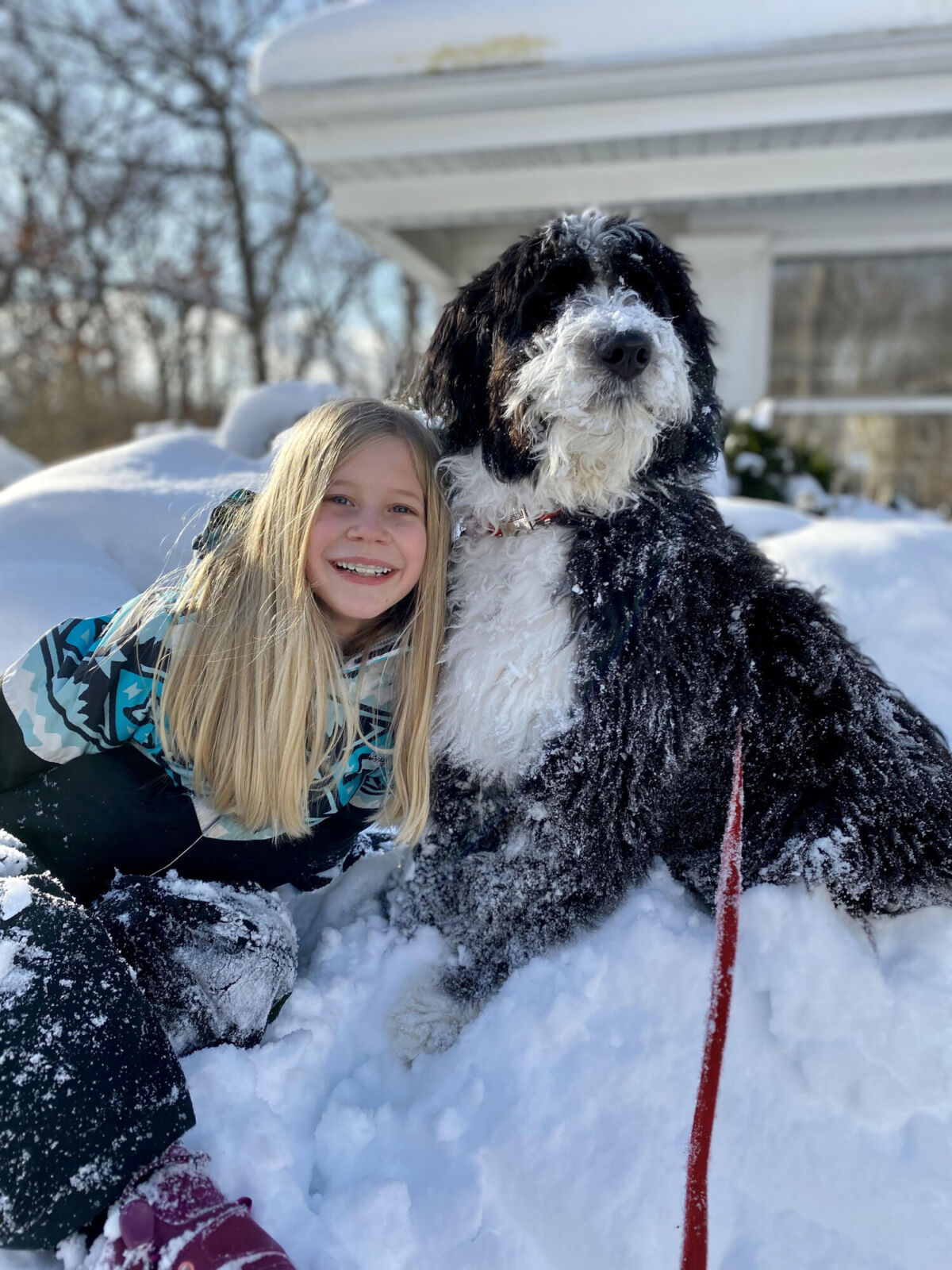 Types Of Bernedoodles | Standard, Mini And Tiny Bernedoodles